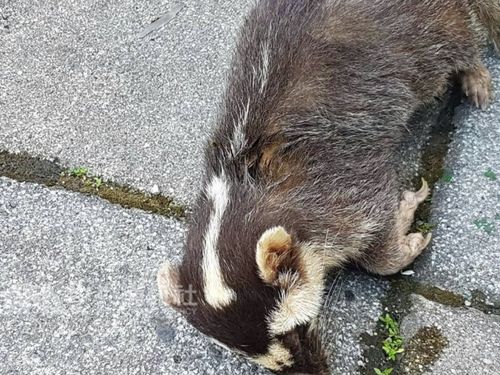 Ferret-badger in Hualien tests positive for rabies - Focus Taiwan