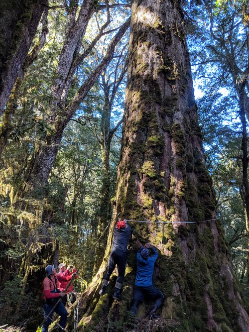 Exploring virgin forest, Taiwanese expert uncovers massive trees ...