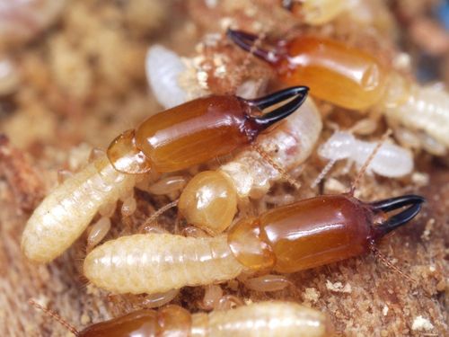 New termite species discovered, named in Taiwan - Focus Taiwan