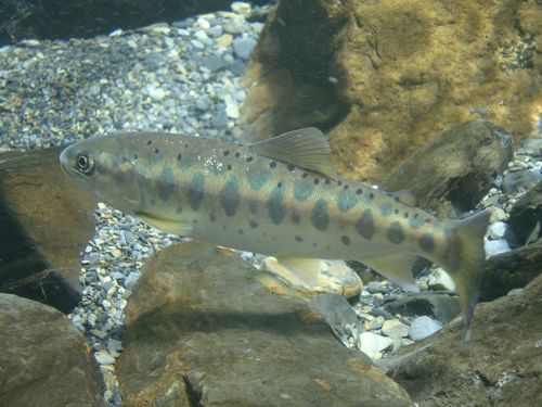 Number of Formosan landlocked salmon reaches peak - Focus Taiwan