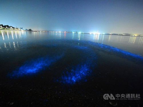 'Blue tears' phenomenon becomes tourist hit in Kinmen - Focus Taiwan