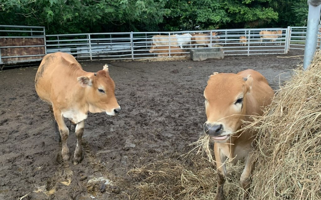 Taipower to use cattle for weed control on trial basis at solar farm ...