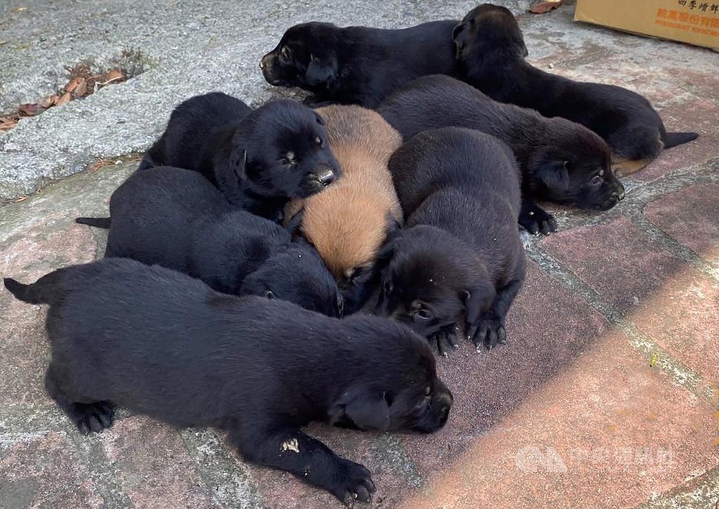 Stray dog finds home for her new pups at southern Taiwan B&B - Focus Taiwan