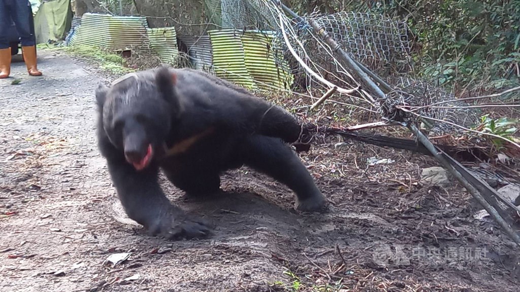 Trapped Formosan black bear rescued - Focus Taiwan