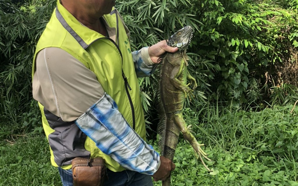 Over 5,000 green iguanas captured in Pingtng in 9 months - Focus Taiwan