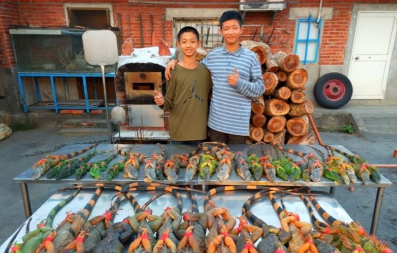 YouTuber kills over 100 invasive green iguanas on hunting trip - Focus ...