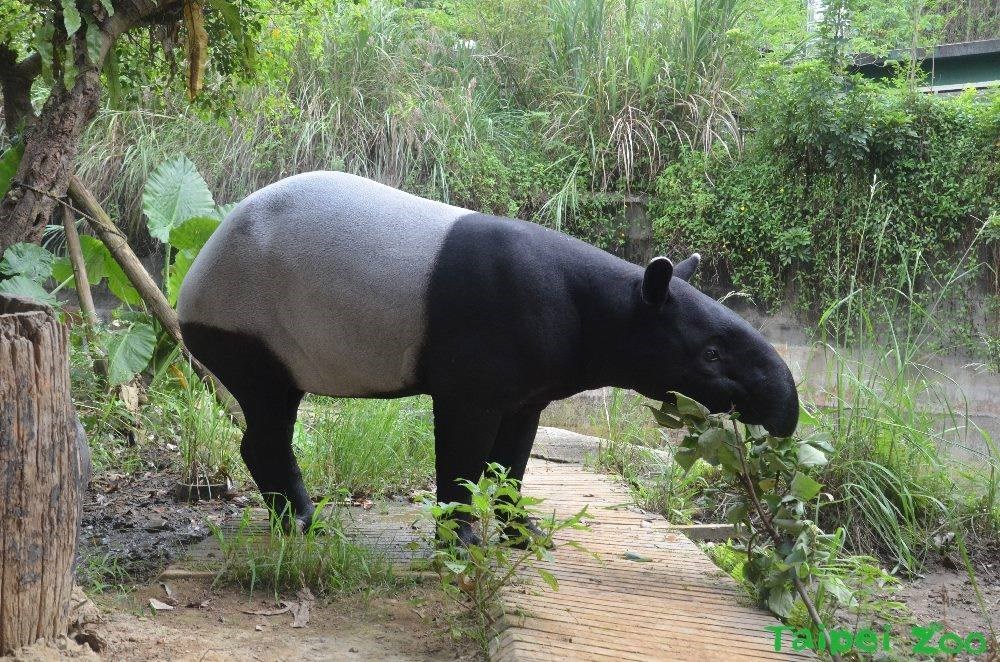 Taipei Zoo shares conservation experience with Malaysian officials ...