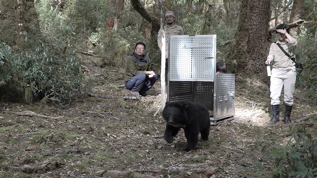 Released Formosan black bear adapting to new life - Focus Taiwan