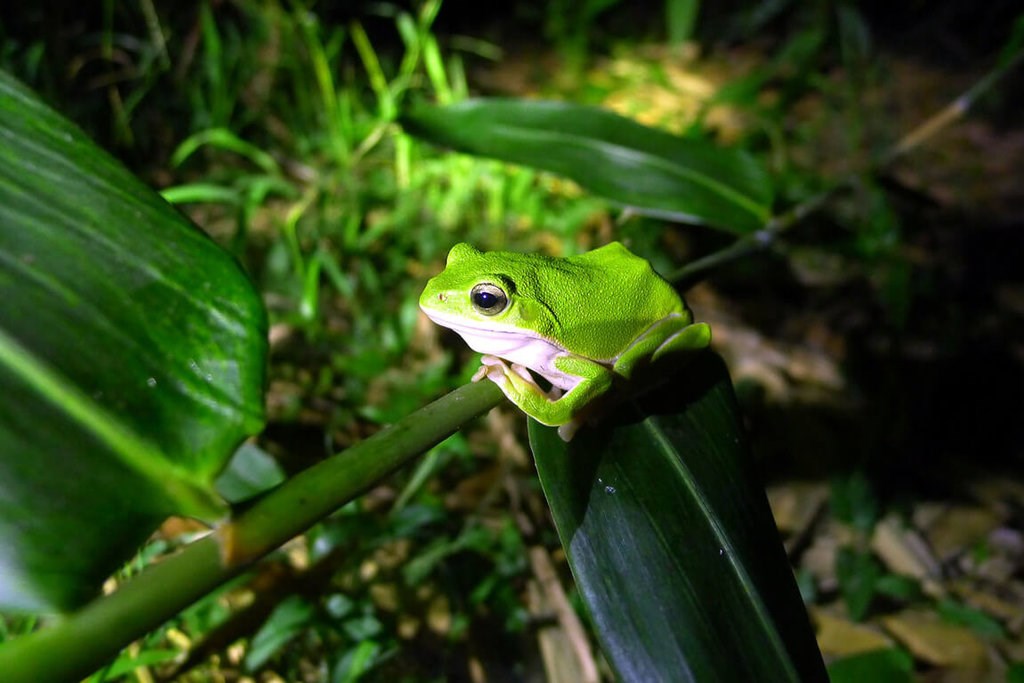 Forestry Bureau promotes new strategy to protect endangered tree frog ...