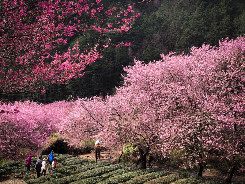 Traffic control plan announced for Wuling Farm's cherry blossom season ...