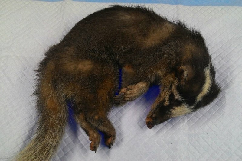 3 ferret-badger carcasses confirmed with rabies in Miaoli County ...
