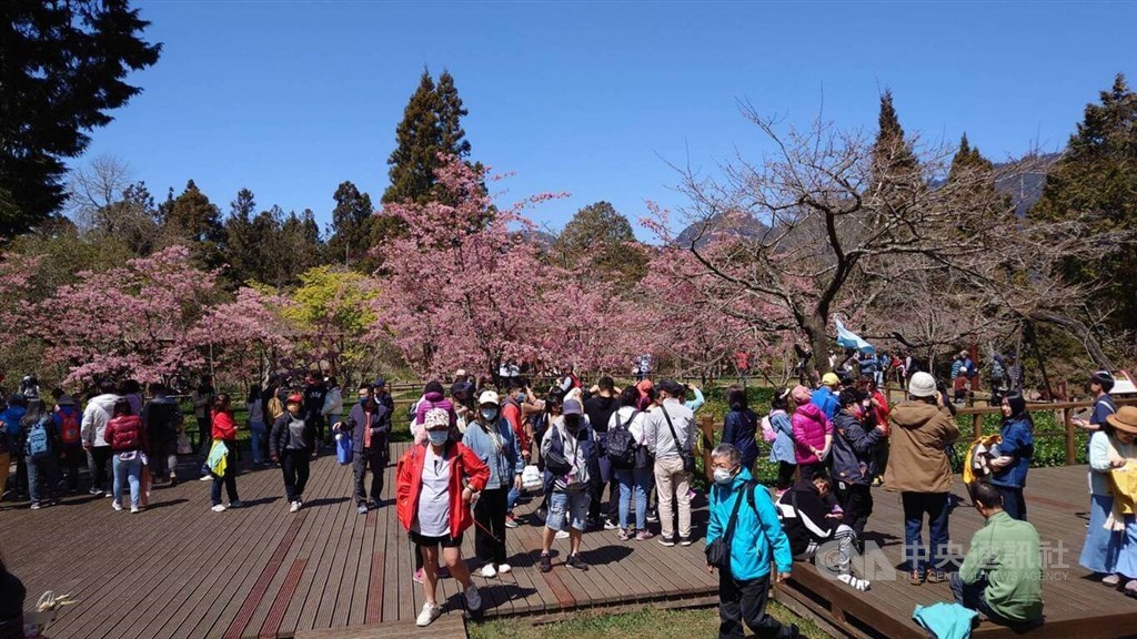 Alishan celebrates cherry blossom season with steam train rides - Focus ...