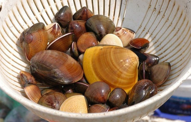 Researchers discover native Taiwanese clam species - Focus Taiwan