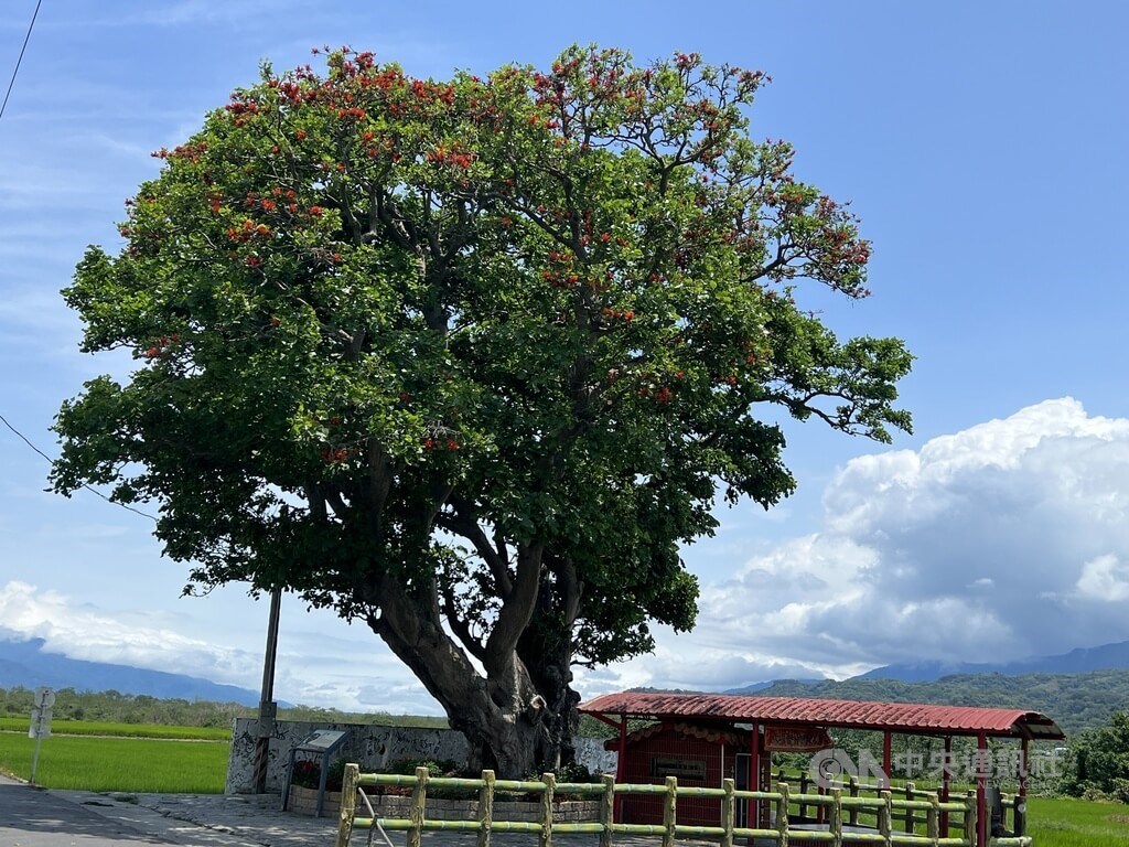 Centenarian tree blooms after a 20-year struggle for life - Focus Taiwan