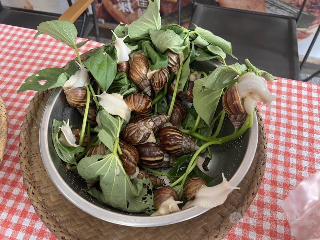 Taitung farmer finds late career success raising snails - Focus Taiwan