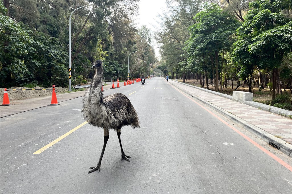 Runaway emu captured in Tainan, handed over to authorities by owner ...