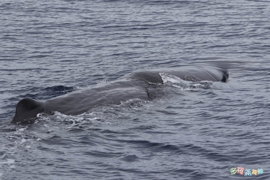 Nine sperm whales spotted around Hualien ahead of regular season ...