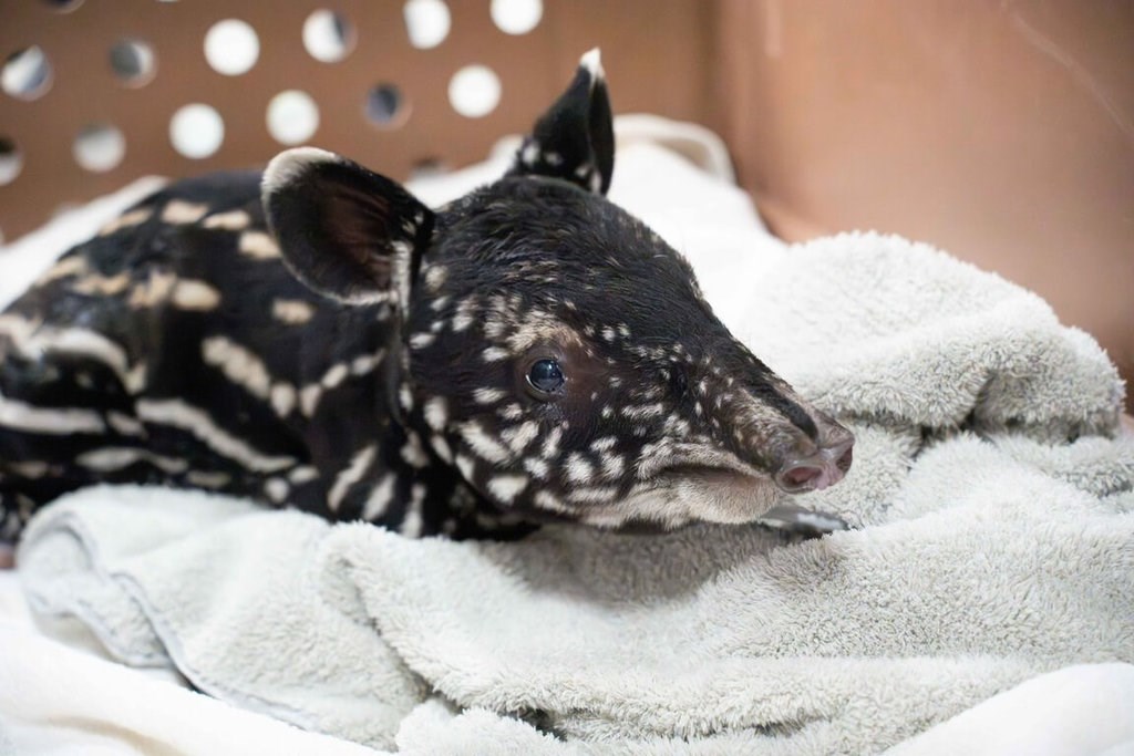 Baby Malayan tapir born at Taipei Zoo, offspring of late 'Moko' - Focus ...