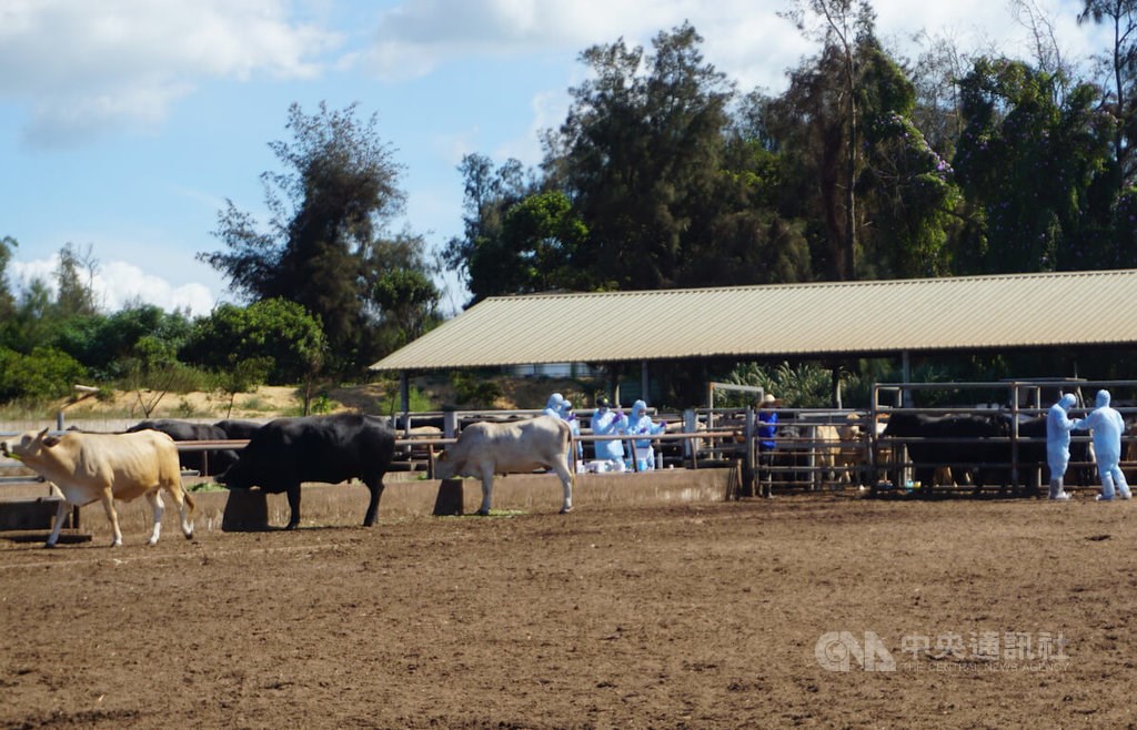 Beef exports from Kinmen to Taiwan suspended after cows get LSD - Focus ...