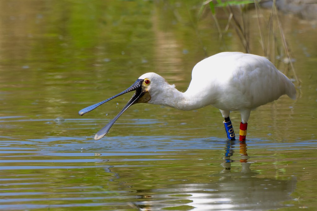Black-faced spoonbill sets record by returning to Taiwan 9 years ...