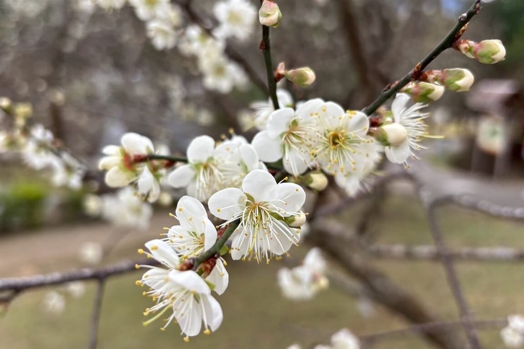 Fresh hues cover Jiaobanshan Park as plum blossoms reach 50% bloom ...