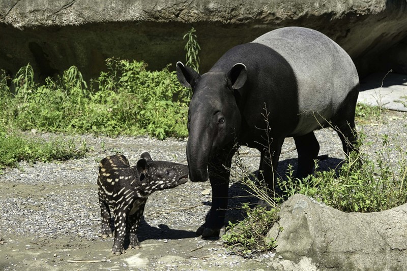 Taipei Zoo's Malayan tapir Budak Puntja dies from undetermined causes ...