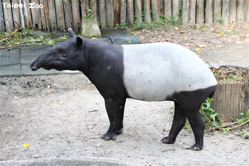Taipei Zoo's Malayan tapir Budak Puntja RIP
