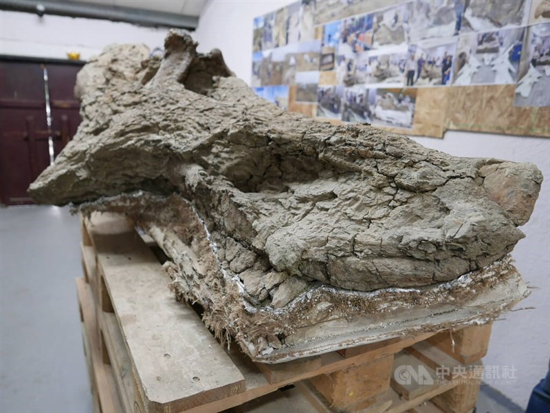 Taiwan's No. 1 fossil preparator still preserving history's clues ...