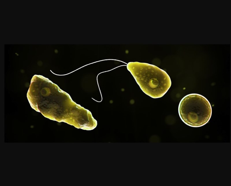 Taiwan reports 1st death from rare brain-eating amoeba in 12 years ...