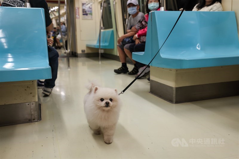 Dogs and cats ride the Taipei Metro during special pet day - Focus Taiwan