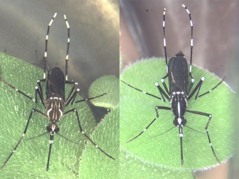 Dengue virus vector mosquito found at higher altitudes: research ...