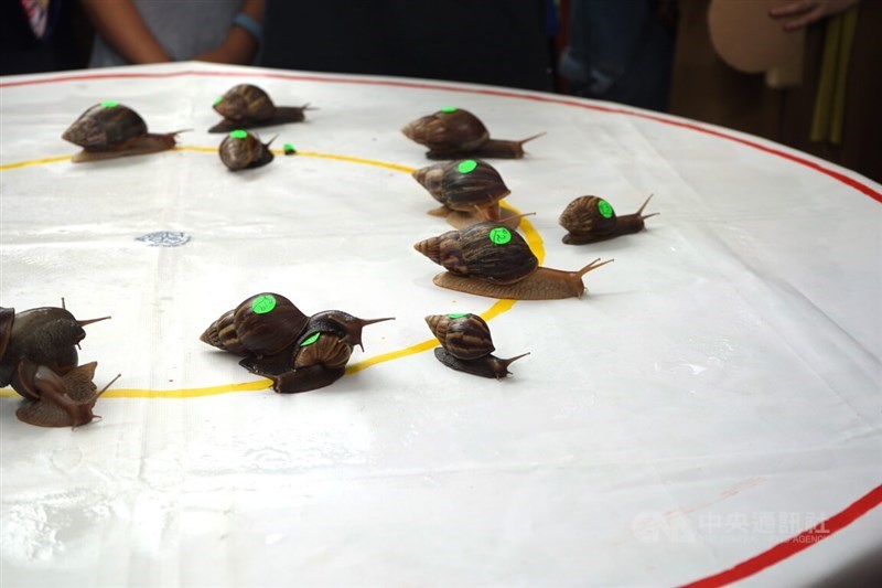 Snails slug it out at racing competition in Hualien - Focus Taiwan