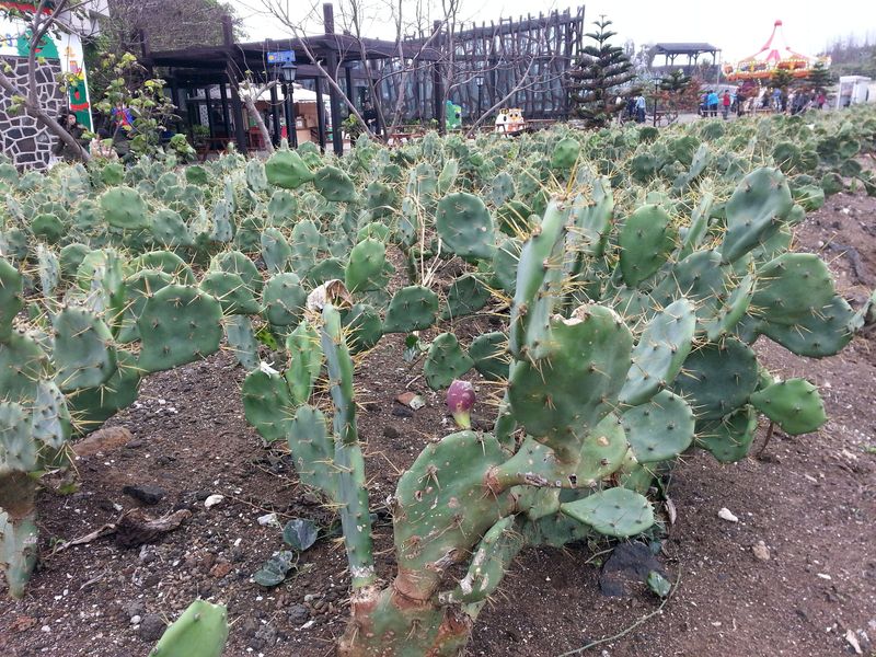 Enjoying cactus in Penghu - Focus Taiwan