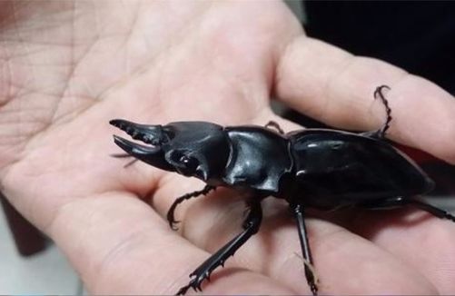 Get bitten by big bug love in Taiwan - Focus Taiwan