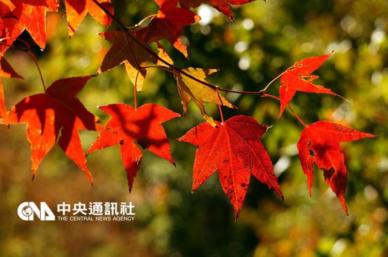 Maple leaves in central Taiwan show autumn colors - Focus Taiwan