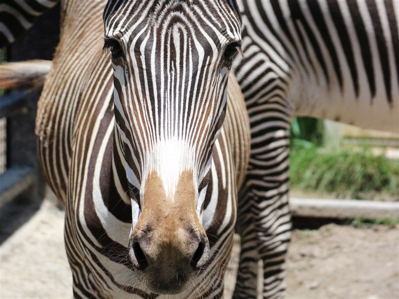 Kyoto City Zoo to gift endangered zebra to Taipei - Focus Taiwan