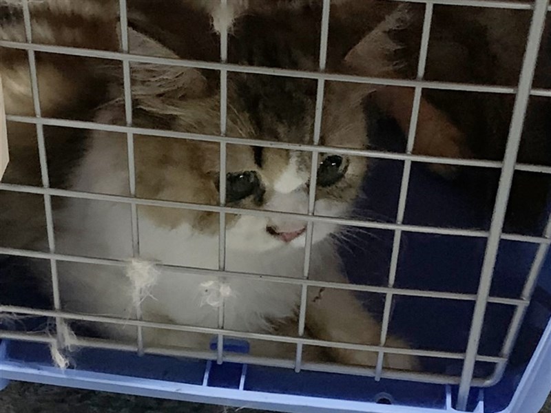 Nine individuals indicted for smuggling 154 cats from China - Focus Taiwan
