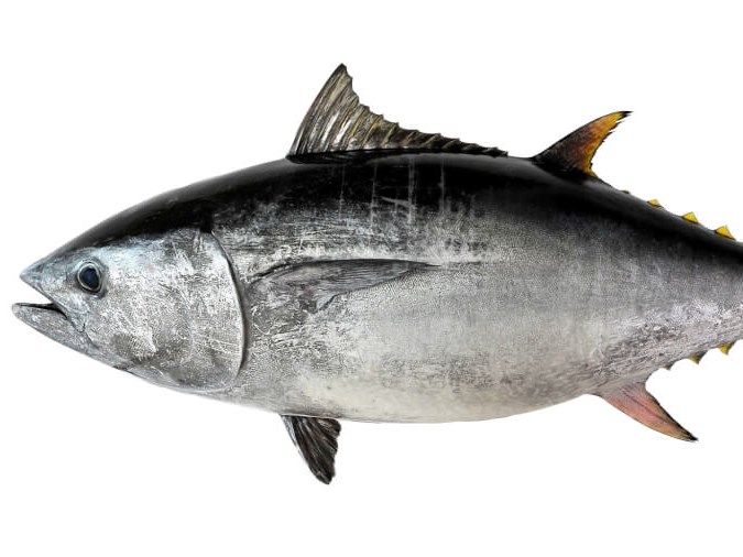 Taiwan fisheries institute maps migration of spawning bluefin tuna ...