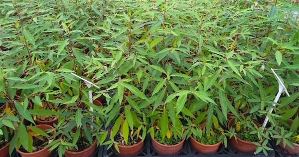 Researchers develop technique to boost Taiwanese maqaw production ...