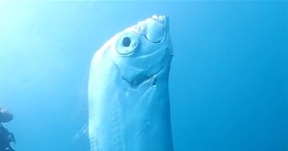 Taiwan 'earthquake fish' story goes global, but was it the right fish ...