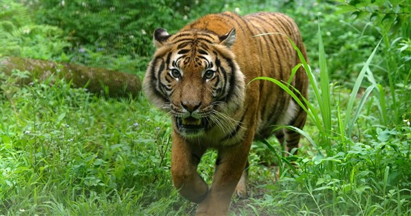 Malayan tigers make debut at Taipei Zoo - Focus Taiwan