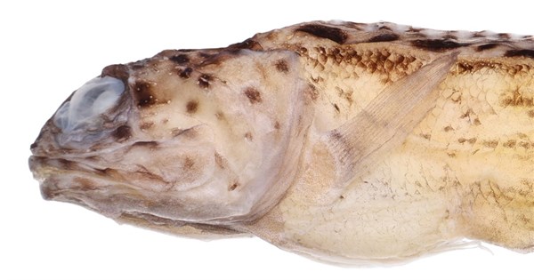 New fish species discovered in Taiwan-controlled Penghu Islands - Focus ...