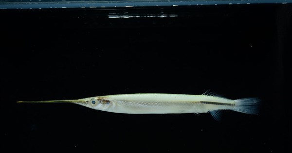 'Uncertain' fish species identified in Taiwan as new garfish - Focus Taiwan