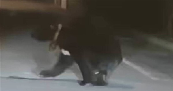 Efforts to capture black bear launched after it is seen limping - Focus ...