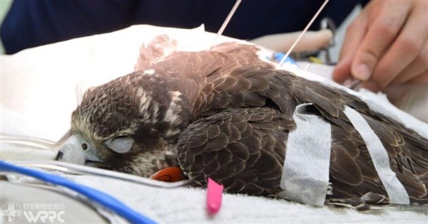 Botulism, collisions top threats to migratory birds in Taiwan: MOA ...
