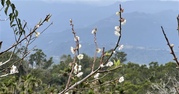 Plum blossom flowering uneven in Taitung County's Luanshan Tribe ...