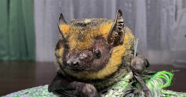 Shei-Pa National Park sets Taiwan record with 27 bat species at single ...