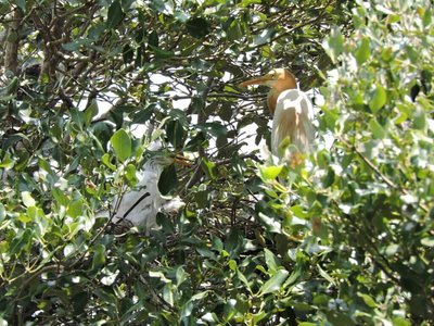 高雄援中港濕地迎幼鳥　鷺鳥家族育雛季來臨