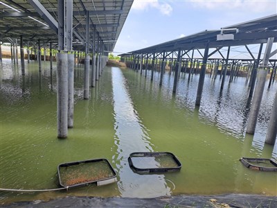 經部：漁電共生經查核沒養殖　依法廢執照拆電表