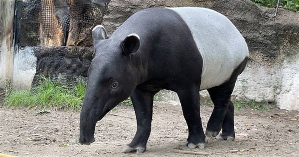 Japanese Malayan Tapir Hideo Nayak's Life With out Traces: Anatomy To ...